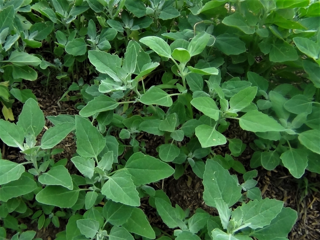 Fat Hen - Wild Food UK