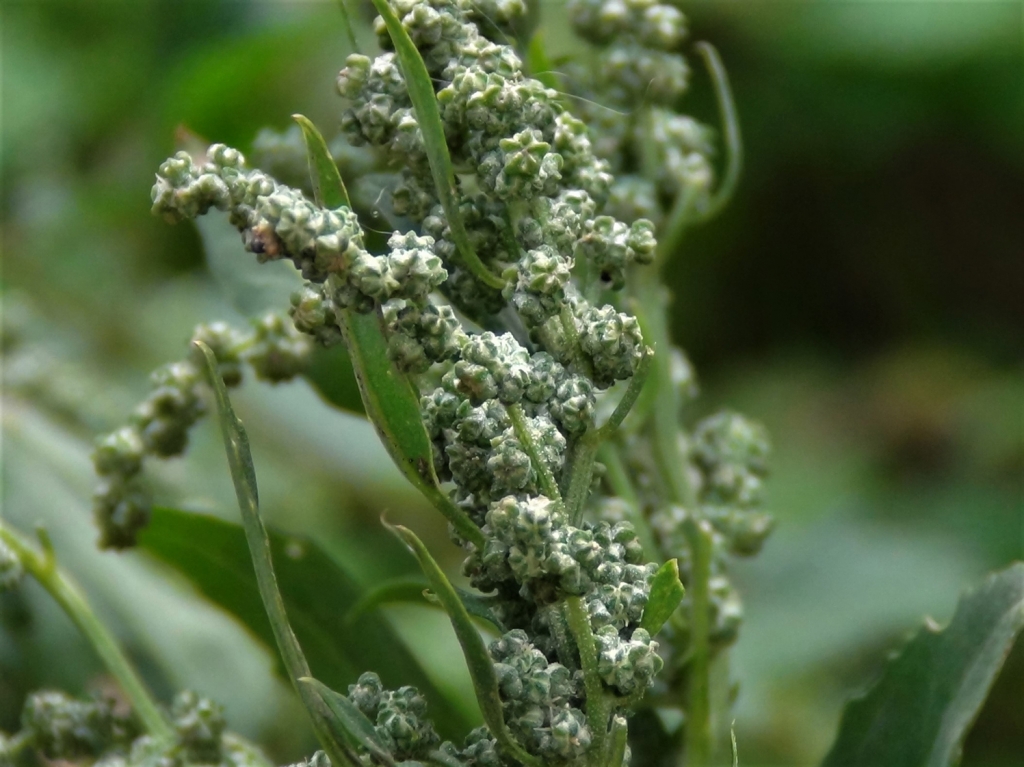 Fat Hen - Wild Food UK