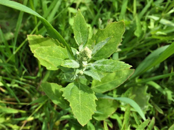Fat Hen - Wild Food UK