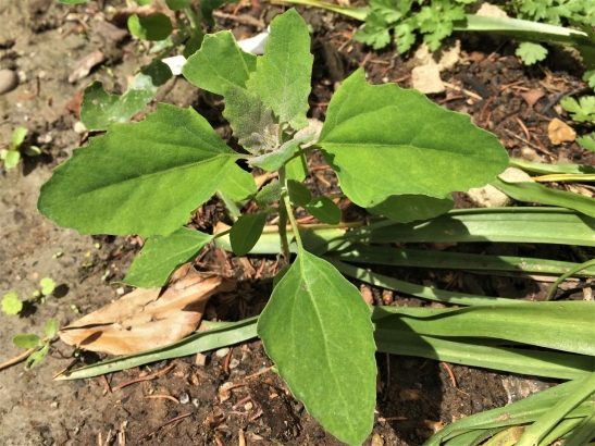 Fat Hen - Wild Food UK