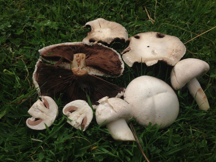 Field Mushroom - Wild Food UK