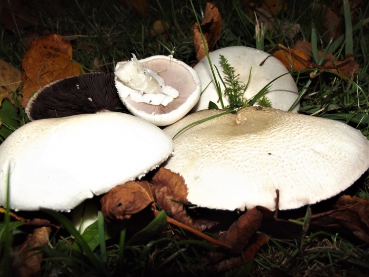 Field Mushroom - Wild Food UK