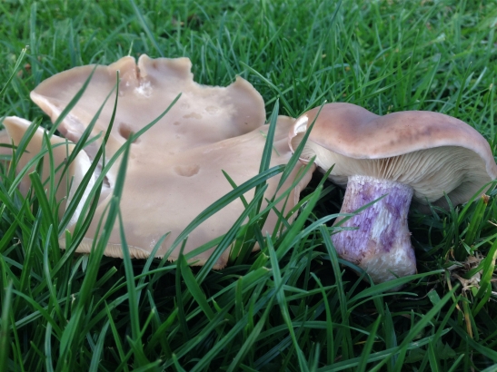 Field Blewit - Wild Food UK