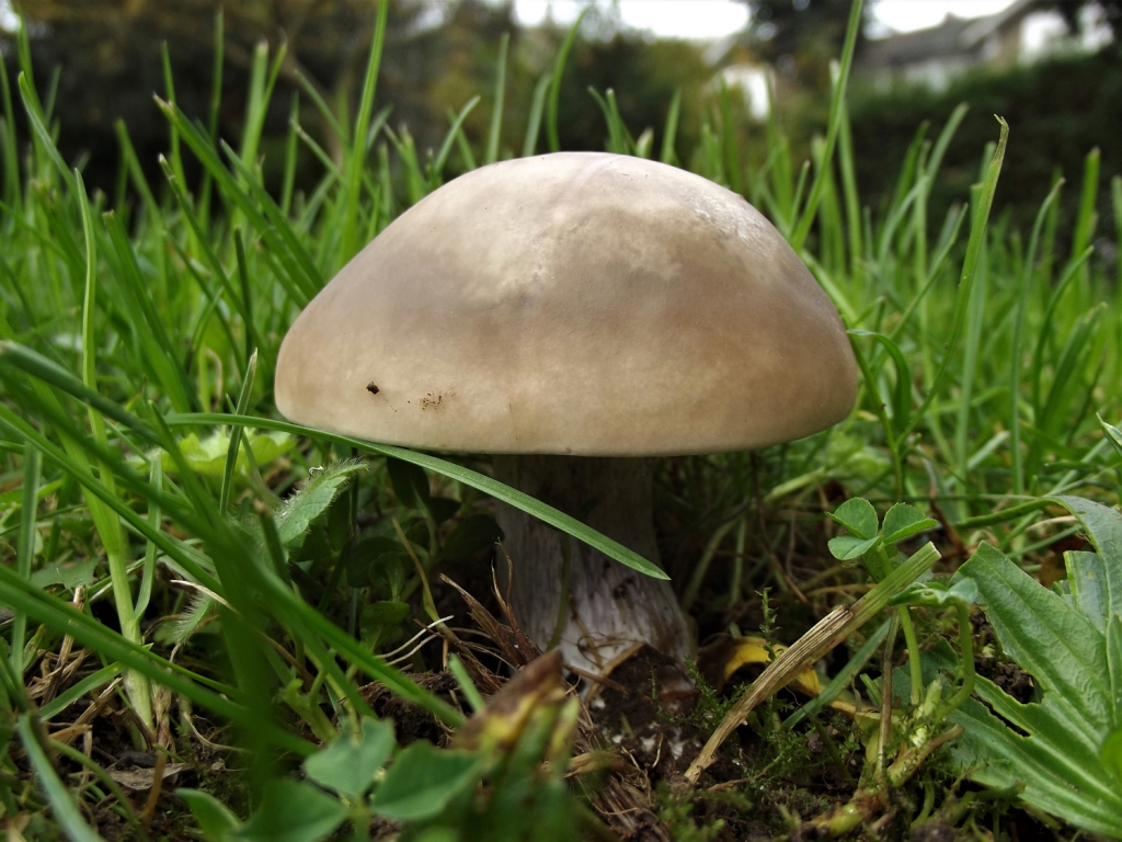 Field Blewit - Wild Food UK