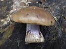 Blewit Stroganoff - Wild Food UK
