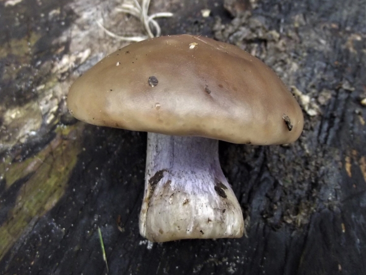 Sausage and Lentil Casserole with Blewits - Wild Food UK