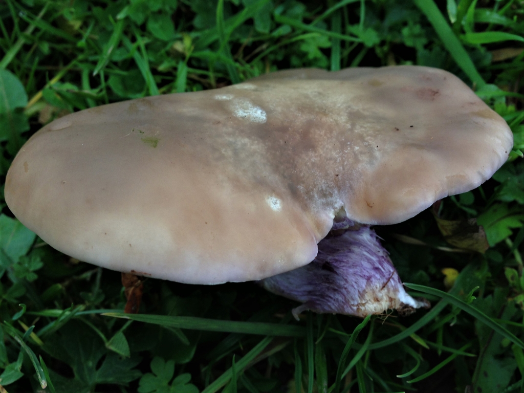 Field Blewit - Wild Food UK