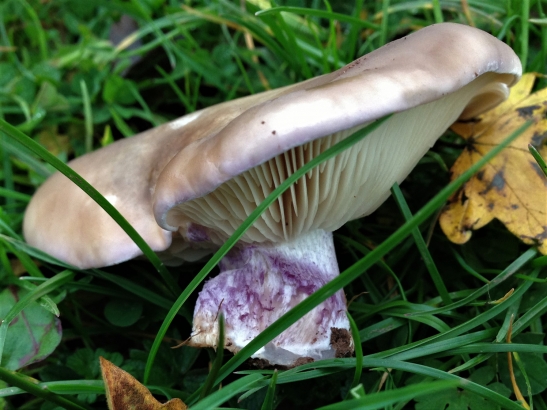 Field Blewit - Wild Food UK
