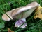 Field Blewit - Wild Food UK