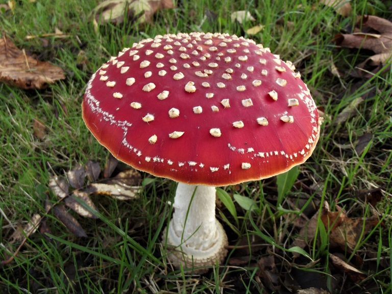 Fly Agaric - Wild Food UK