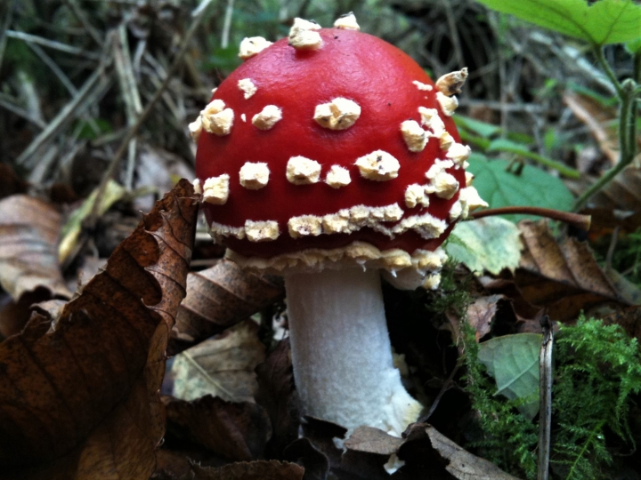 Fly Agaric - Wild Food UK