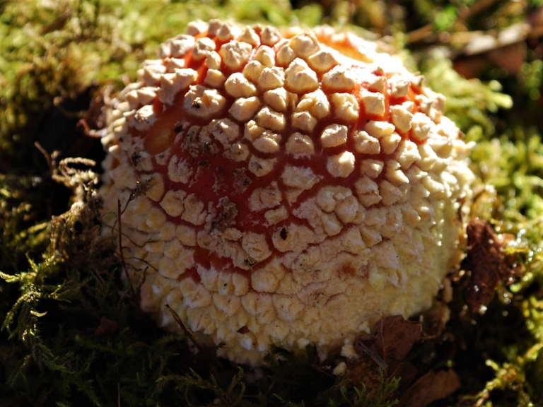 Fly Agaric - Wild Food UK