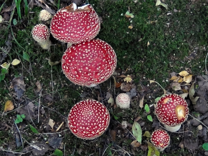 Fly Agaric - Wild Food UK
