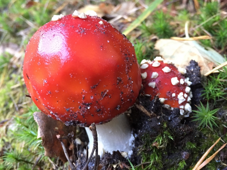 Fly Agaric - Wild Food UK