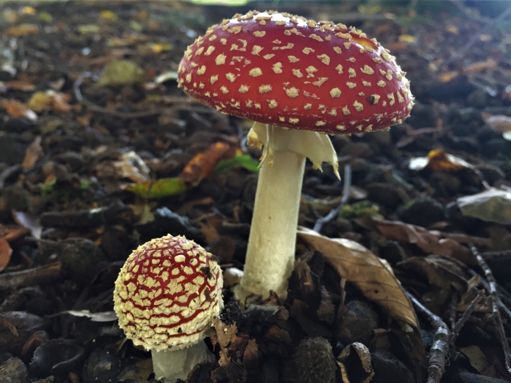 Fly Agaric - Wild Food UK
