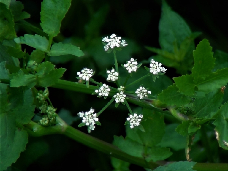 Fool’s Watercress - Wild Food UK