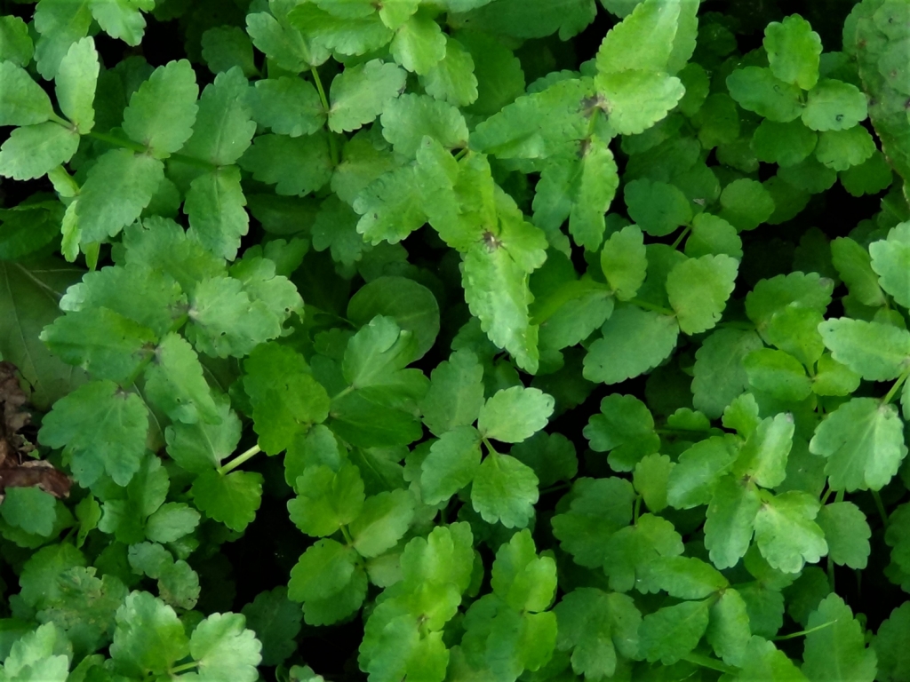 Fool’s Watercress - Wild Food UK