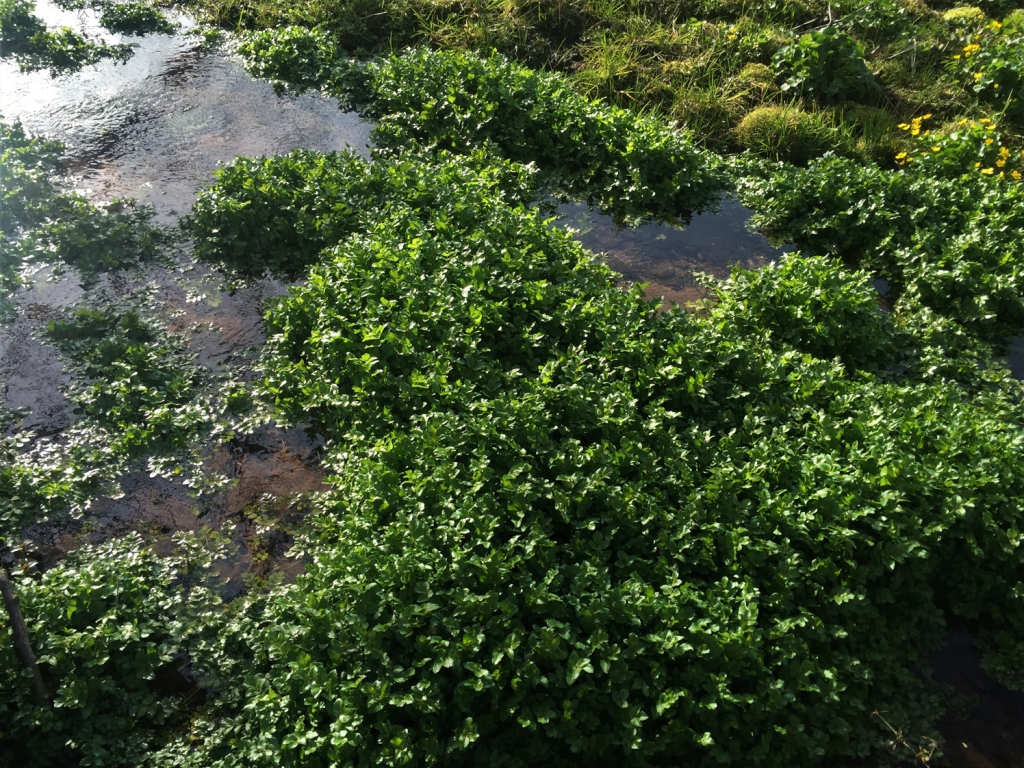 Fool’s Watercress - Wild Food UK