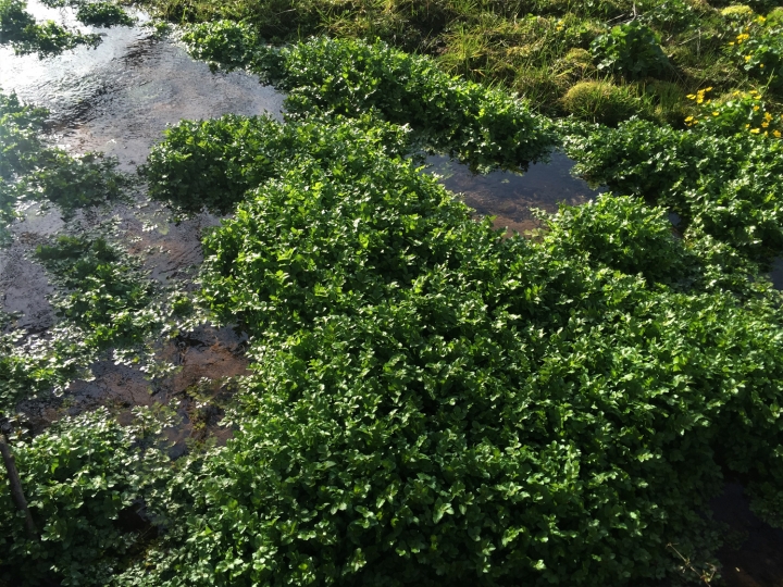 Fool’s Watercress - Wild Food UK