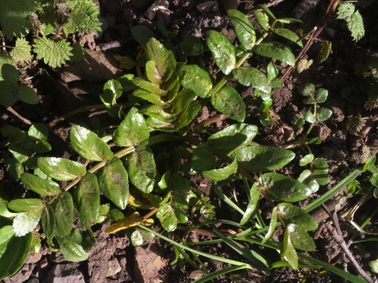 Fool’s Watercress - Wild Food UK