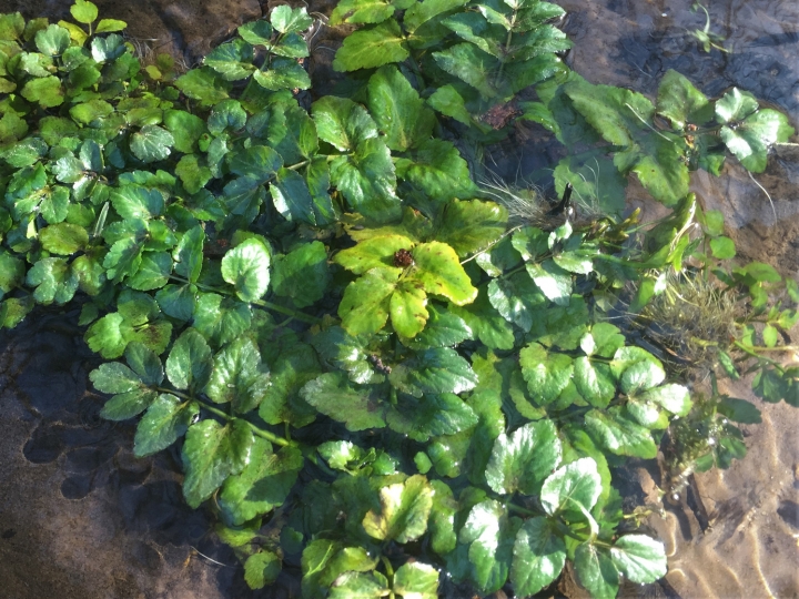 Fool’s Watercress - Wild Food UK