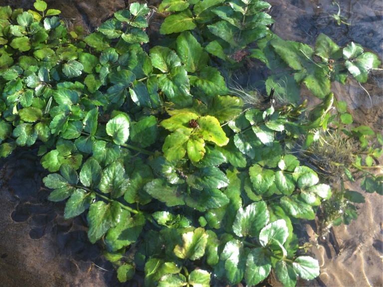 Fool’s Watercress - Wild Food UK