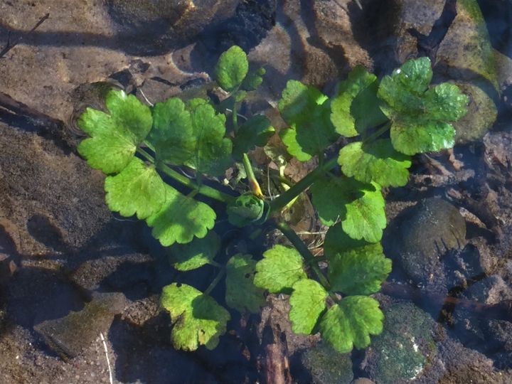 Fool’s Watercress - Wild Food UK