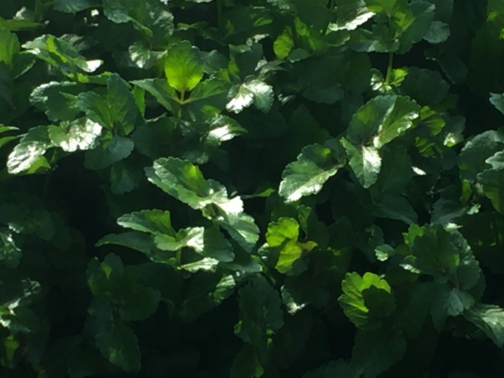 Fool’s Watercress - Wild Food UK
