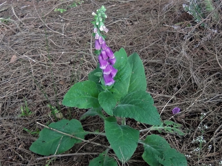 Foxglove - Wild Food UK
