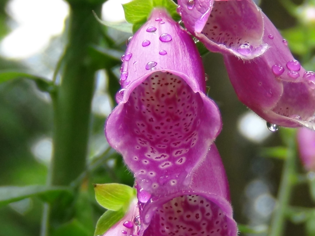 Foxglove - Wild Food UK