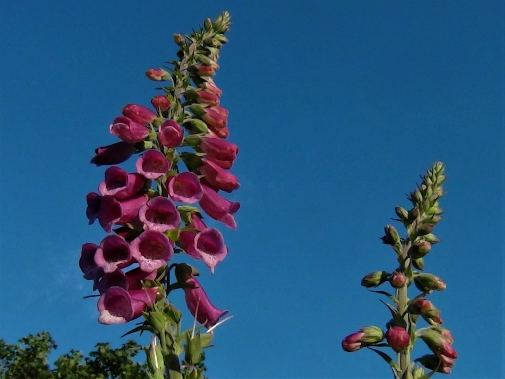 Foxglove - Wild Food UK
