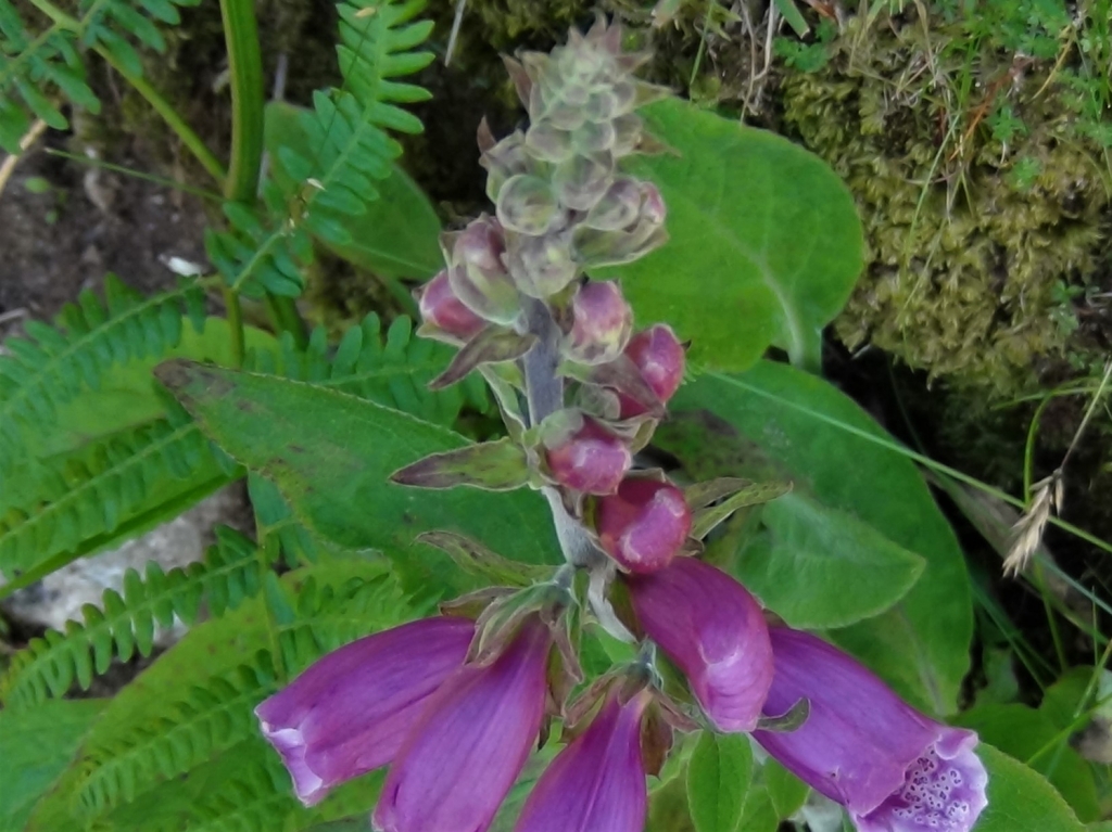 Foxglove - Wild Food UK