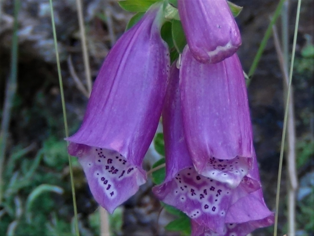 Foxglove - Wild Food UK