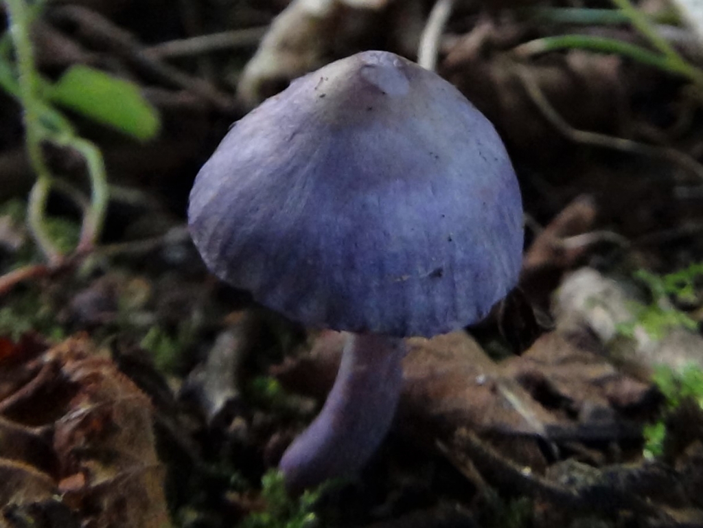 Lilac Fibrecap - Wild Food UK