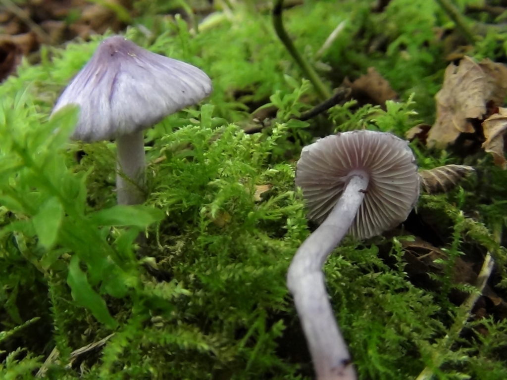 Lilac Fibrecap - Wild Food UK