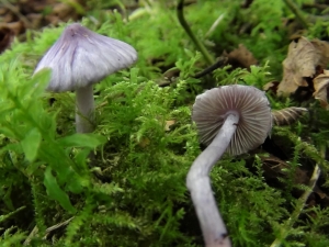 Lilac Fibrecap - Wild Food UK