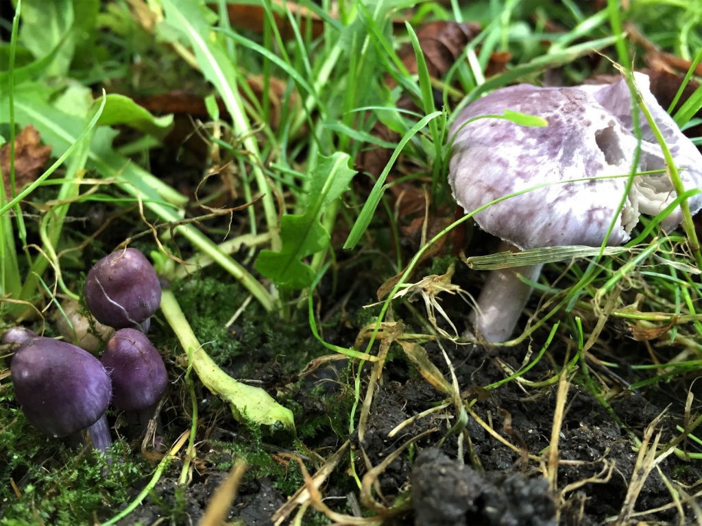 Lilac Fibrecap - Wild Food UK