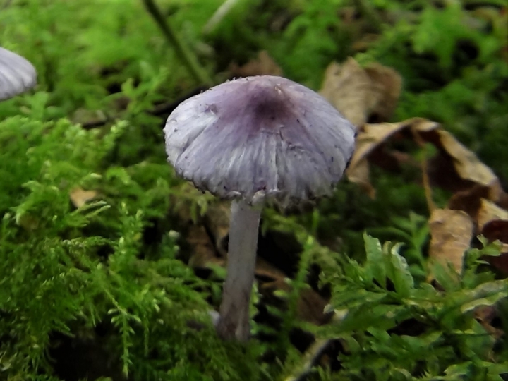 Lilac Fibrecap - Wild Food UK