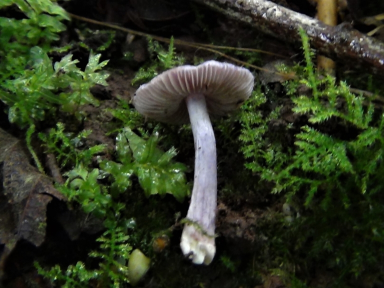 Lilac Fibrecap - Wild Food UK