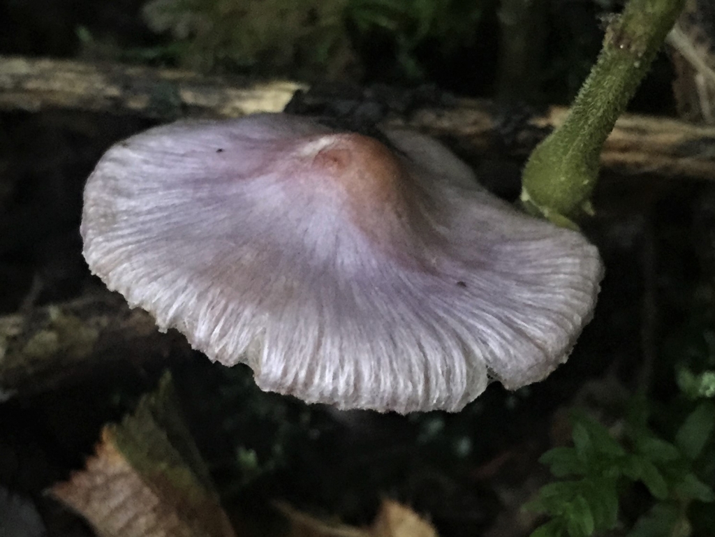 Lilac Fibrecap - Wild Food UK