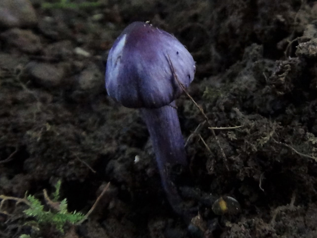Lilac Fibrecap - Wild Food UK