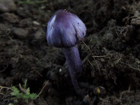 Lilac Fibrecap - Wild Food UK