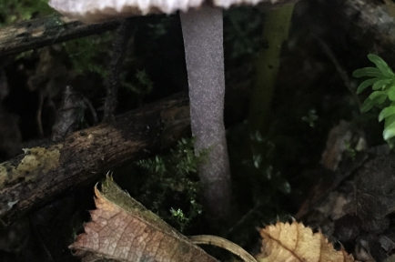 Lilac Fibrecap
