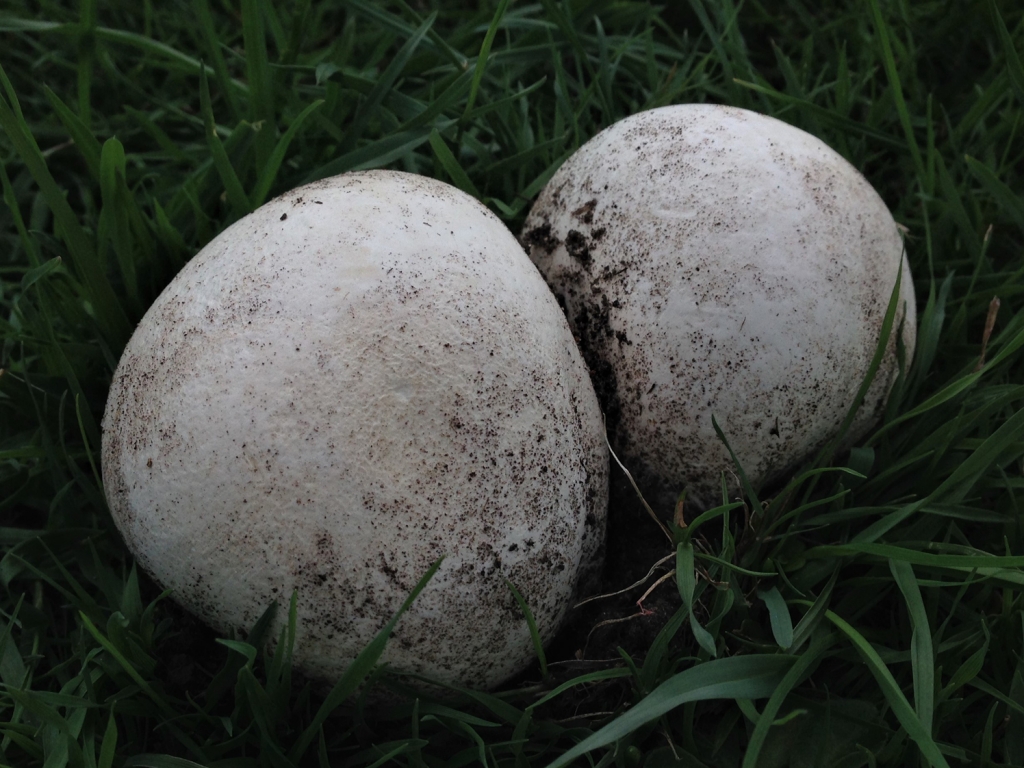 Giant Puffball - Wild Food UK