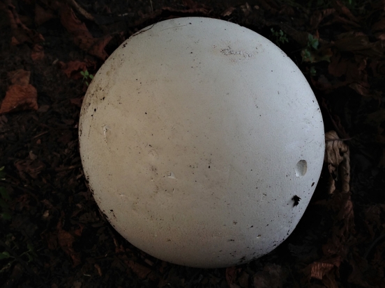 Giant Puffball - Wild Food UK
