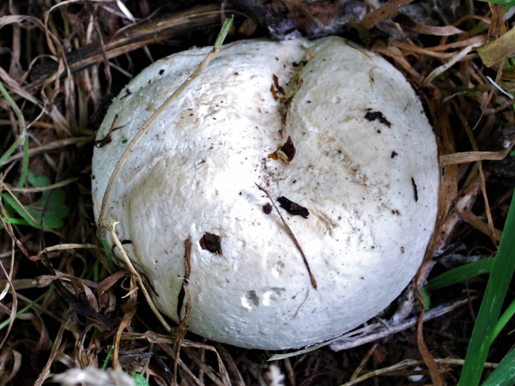 Giant Puffball - Wild Food UK