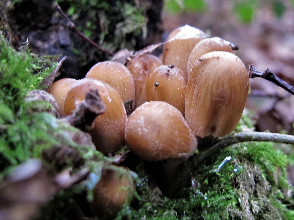 Glistening Inkcap - Wild Food UK