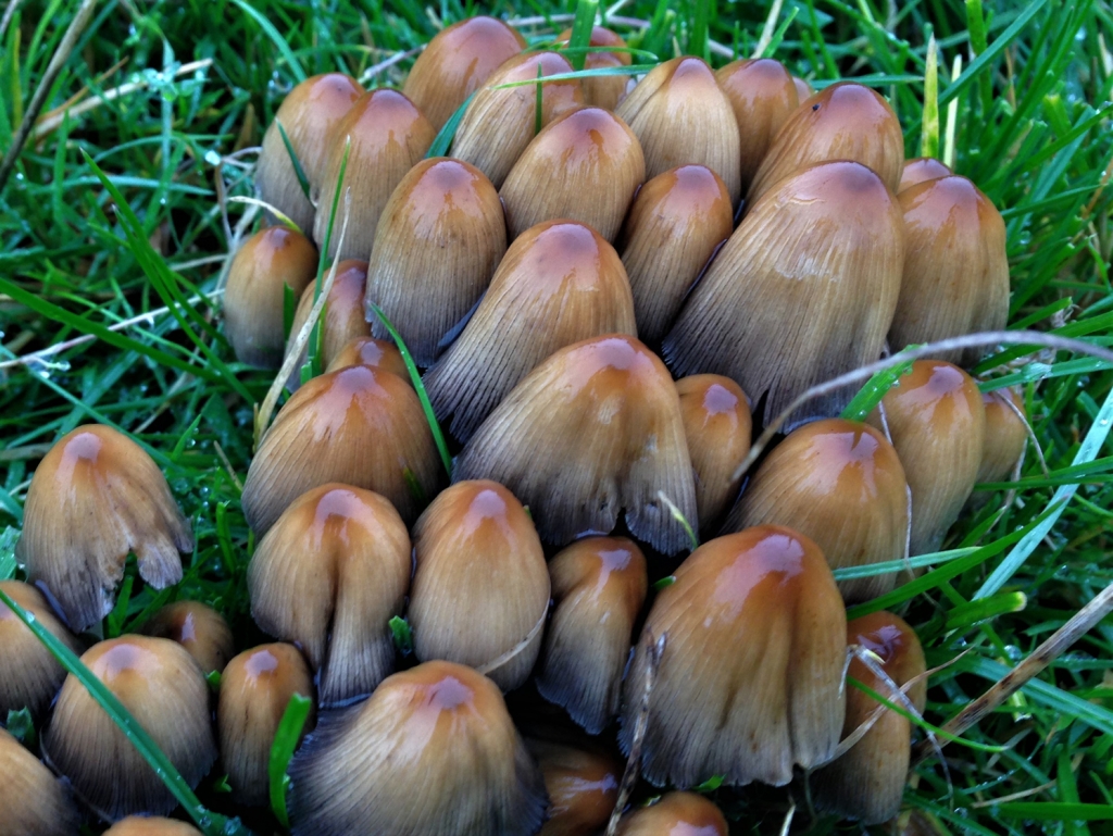 Glistening Inkcap - Wild Food UK