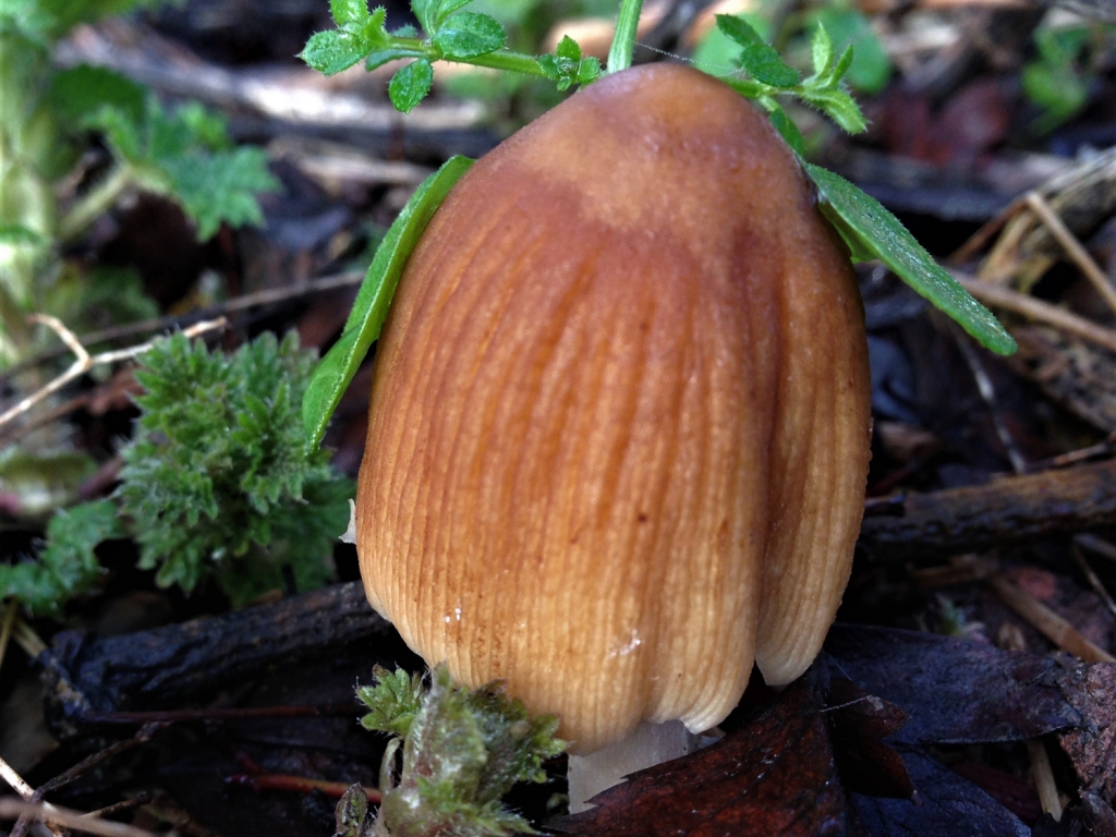 Glistening Inkcap - Wild Food UK