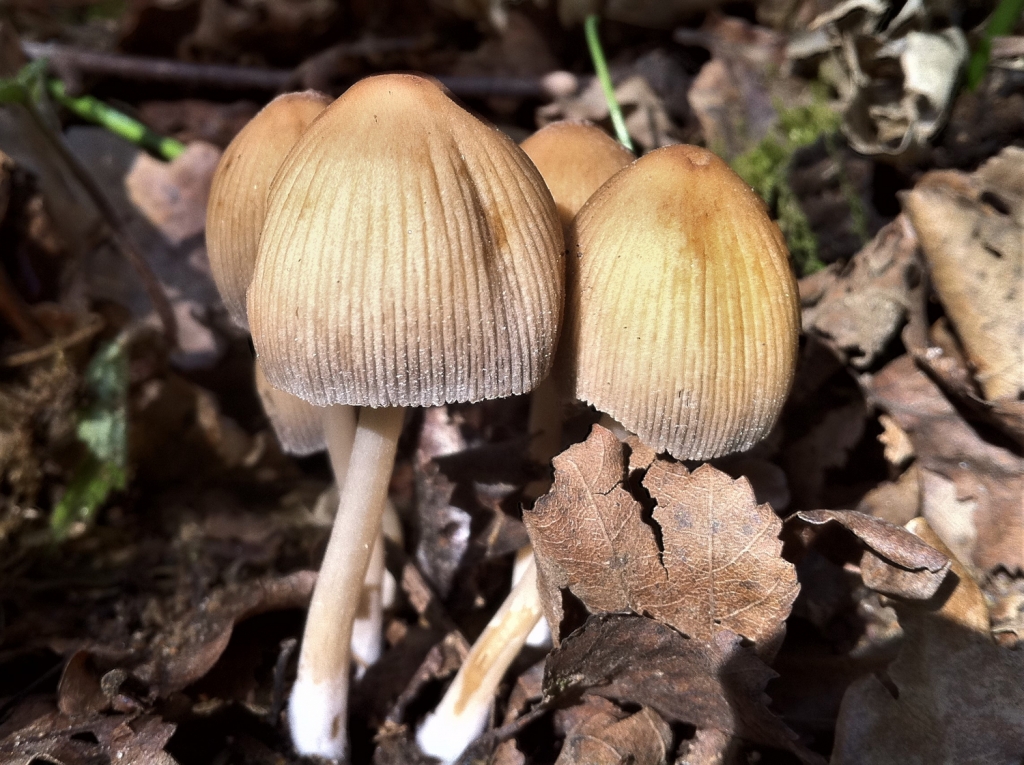 Glistening Inkcap - Wild Food UK